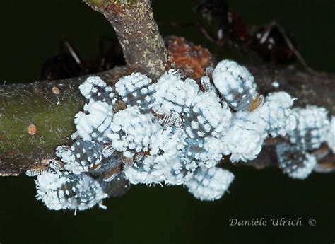 Pseudococcidae Prociphilus Bugguide Net
