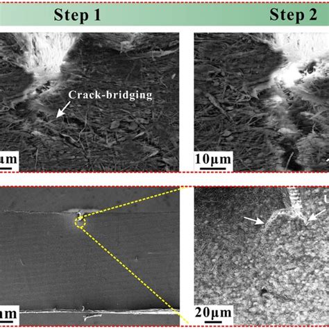 The Toughening Effect Of Fibril Orientations Visualized By The In‐situ Download Scientific
