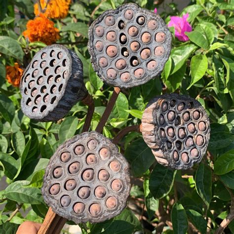 Jual Lotus Seeds Biji Lotus Biji Teratai Kering Lotus In Shell