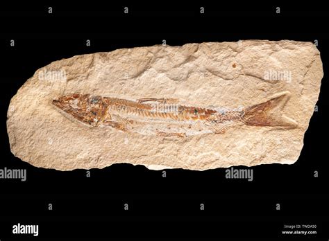 Trace Fossil Hi Res Stock Photography And Images Alamy