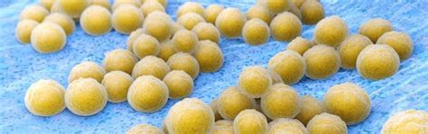 Taming Staphylococcus Aureus In The Eczema Skin Microbiome