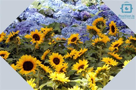 Css Crop Image How To Crop Images In Css