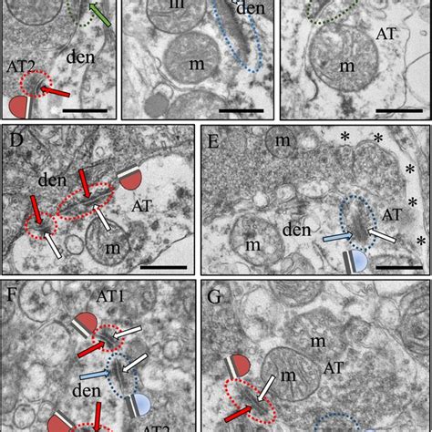 Graphs Of The Density Of Synaptic Types Icons Appear For Asymmetric Download Scientific