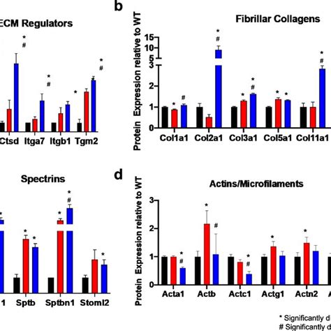 Upregulation Of Ecm Regulators Fibrillar Collagens And Spectrins In Download Scientific