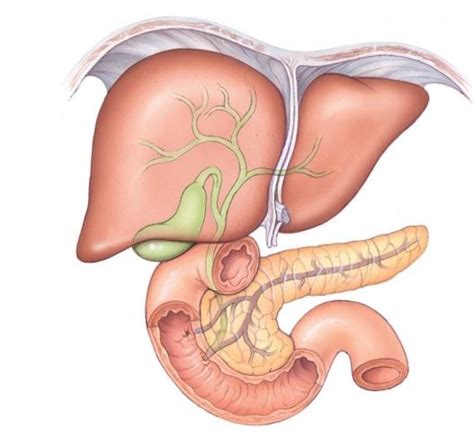 Liver Gallbladder Pancrease Diagram Quizlet