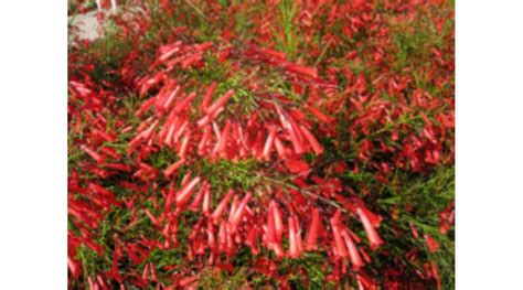 ignite gardens with newest texas superstar the firecracker plant