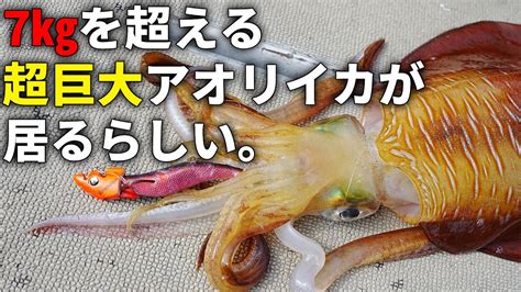 エギングで狙えるアオリイカの最大サイズって何㎏？実は相当ヤバいモンスターが居ます。 Youtube