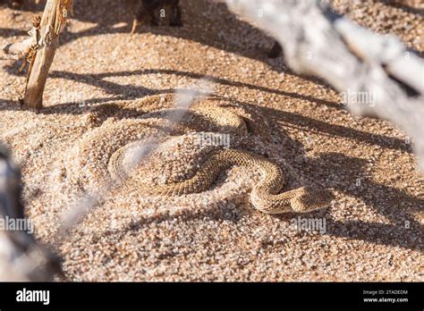 Dwarf Puff Adder Bitis Peringueyi Dorob National Park Swakopmund