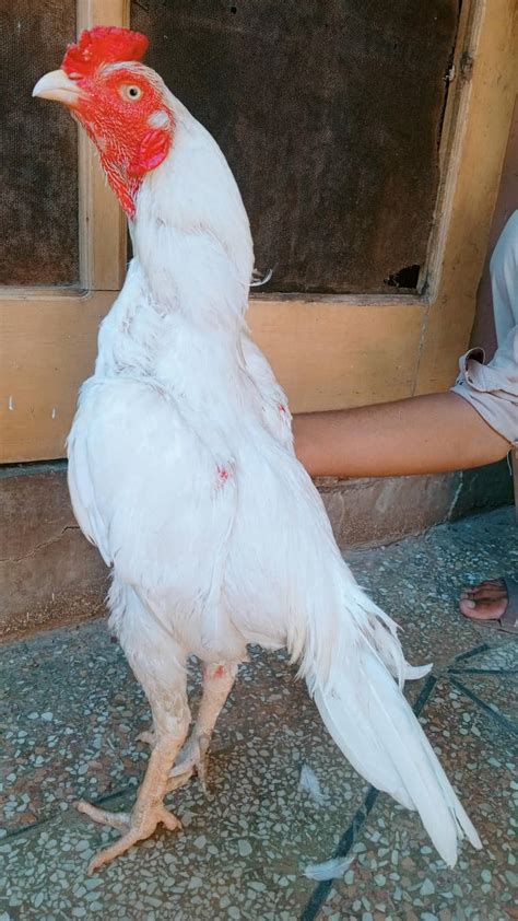 Aseel Murga Heera 03498200770 Hens 1106044948