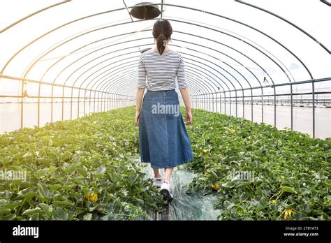 Rear View Of A Woman Walking While Managing Crops In A Greenhouse Stock