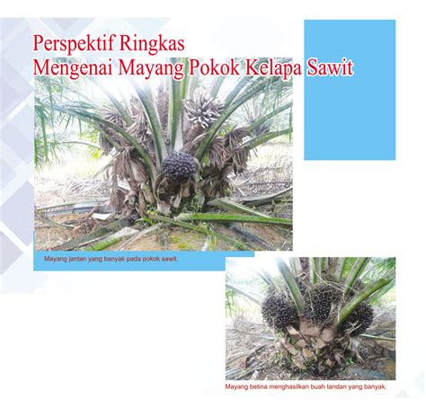 Perspektif Ringkas Mengenai Mayang Pokok Kelapa Sawit Info Pertanian