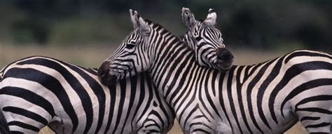 We Now Know Why Zebras Stripes Are So Effective