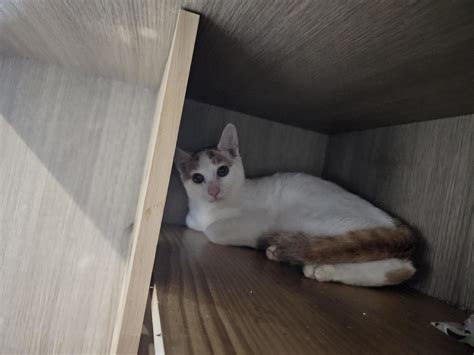 코리안숏헤어아로 고양이책임분양 인천고양이분양 수원고양이분양 서울고양이분양 대전고양이분양 평택고양이분양 시흥고양이분양