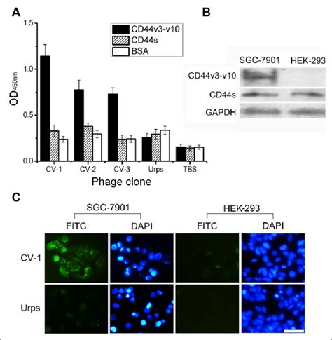 Evaluation Of The Binding Affinity And Selectivity Of Phage Clones A