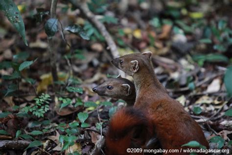 Picture Pair Of Ring Tailed Mongoose Galidia Elegans Grooming