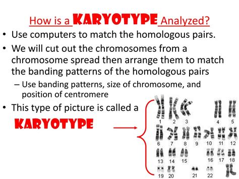 Ppt Notes Karyotypes Powerpoint Presentation Free Download Id3064697
