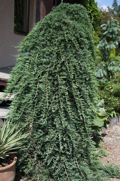 Можжевельник горизонтальный Вилтони на штамбе Juniperus horizontalis ...