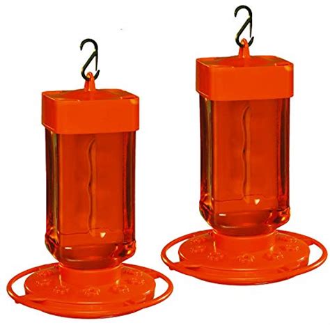 Complete Guide To The Oriole Bird Species Behavior And How To Attract