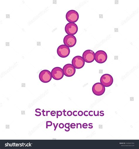 Simple Illustration Streptococcus Pyogenes Bacteria Microorganism Stock