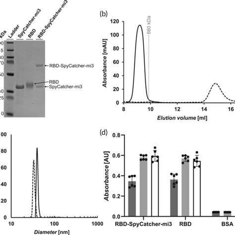 Characterization Of Receptor‐binding Domain Rbd And Download Scientific Diagram