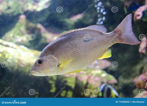 Russell S Snapper Or Moses Perch Stock Image Image Of Russellii Lutjanus 71030203