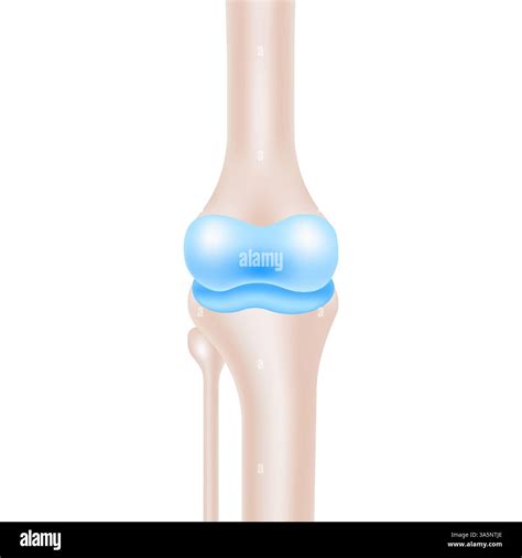 Detailed Human Knee Joint Anatomy For Medical Use Vector Illustration