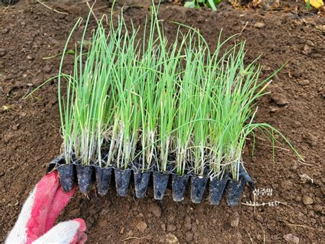 대파 키우기 파종시기 가을 대파 모종심기 수확시기 네이버 블로그