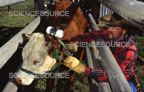 Monitoring Cattle Grazing Stock Image Science Source Images