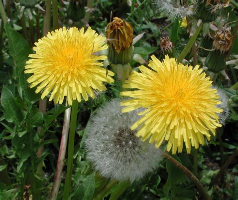 Dandelion Weed Identification Guide For Ontario Crops Ontarioca