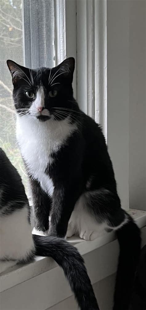 Missing Tuxedo Kitten Near Kerrytown R Annarbor