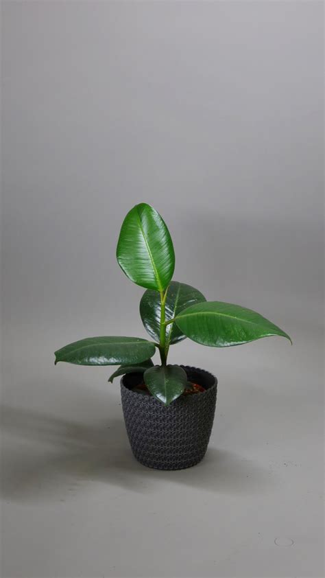 Комнатные растения Астана Green Flowers Вашему уютному дому 🪴 Представлен большой выбор