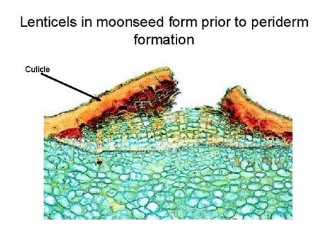 Periderm Periderm Phellogen Cork Cambium Phellem Cork Phelloderm