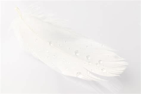 깃털이 부드럽습니다 매크로 사진 부드러운 초점에 흰색 배경에 여러 가지 빛깔의 파스텔 천사 깃털 클로즈업 텍스처 패션 칼라 트렌드 봄 여름 0명에 대한 스톡 사진 및 기타