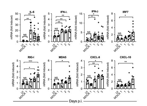 Interferons And Interferon Stimulated Genes Are Induced In The Colon Download Scientific