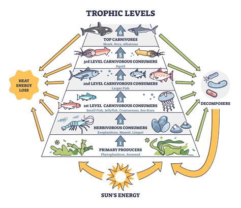 What Are Trophic Levels And Ecological Pyramids Unicminds