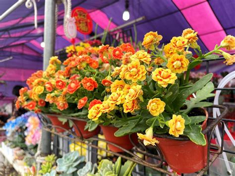 會開花的多肉植物 「長壽花」繽紛多色美翻了 生活 工商時報