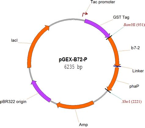 Plasmid Map Of Pgex B72 P Pgex B72 P Was Derived From Plasmid Download Scientific Diagram