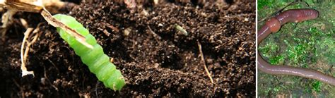 Dew Worms Salisbury Greenhouse Blog