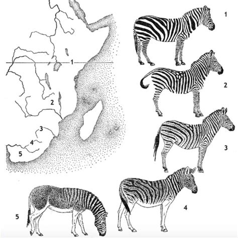 Burchells Zebra Classification At Eileen Crofts Blog
