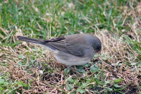 Dark Eyed Junco Field Guide Pictures Habitat And Info Optics Mag