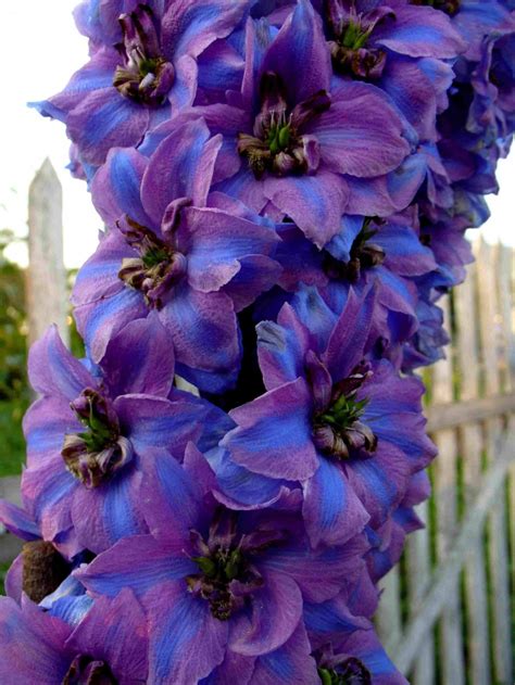 Дельфиниум многолетний | Flores, Aves