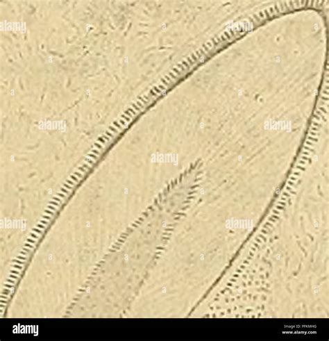 This Scientific Paper Discusses The Dental Development And Structure Of