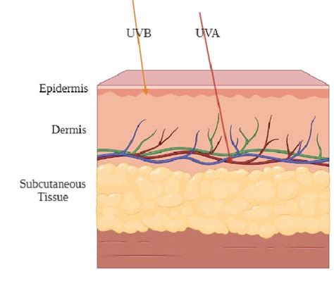 The Penetration Of Uva And Uvb Into The Skin Download Scientific Diagram