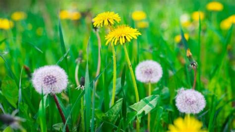 Бүтээгдэхүүн Эмийн ургамал судлалын төв