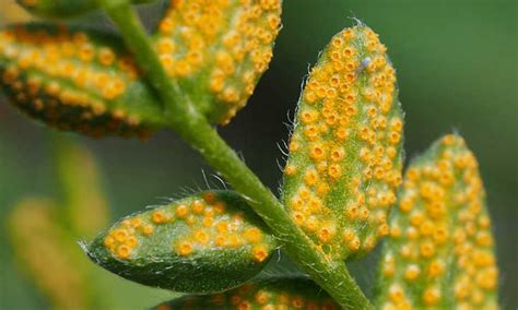 Rust Fungus Frustration Treating Rust Disease Epic Gardening