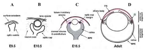 Key Regulatory Genes And Signaling Molecules In Corneal Endothelial