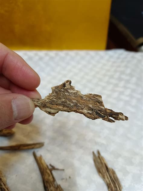 Malaysia Aa Oud Chip 40 Years Wild Tree Aquilaria Hirta Etsy