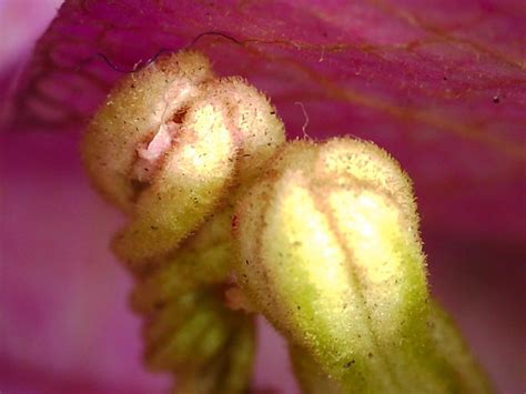 DM LCD Digital Microscope X KentFaith Microscopes KENTFAITH