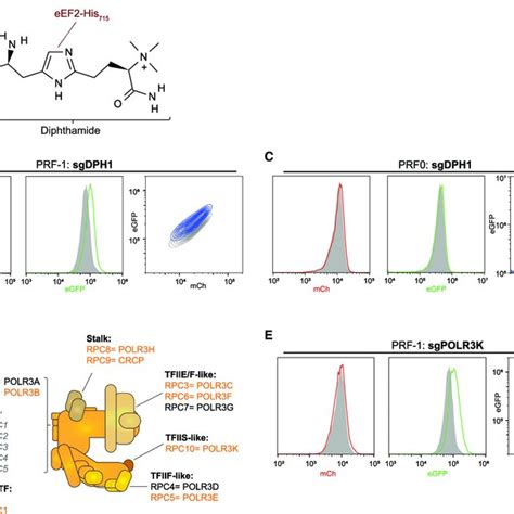 Loss Of Diphthamide Biosynthesis And Rna Polymerase Iii Components