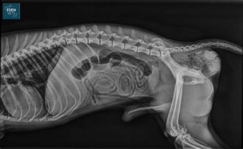 Can A Dog Live With A Perineal Hernia